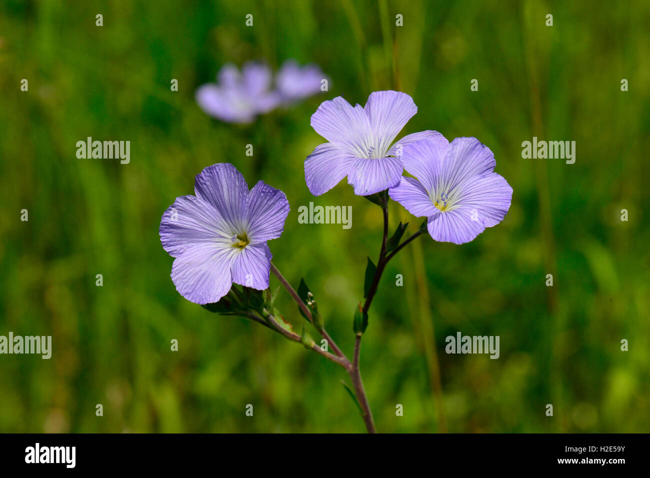 Anatolian Flay (Linum hirsutum), flowering plant. Austria Stock Photo ...