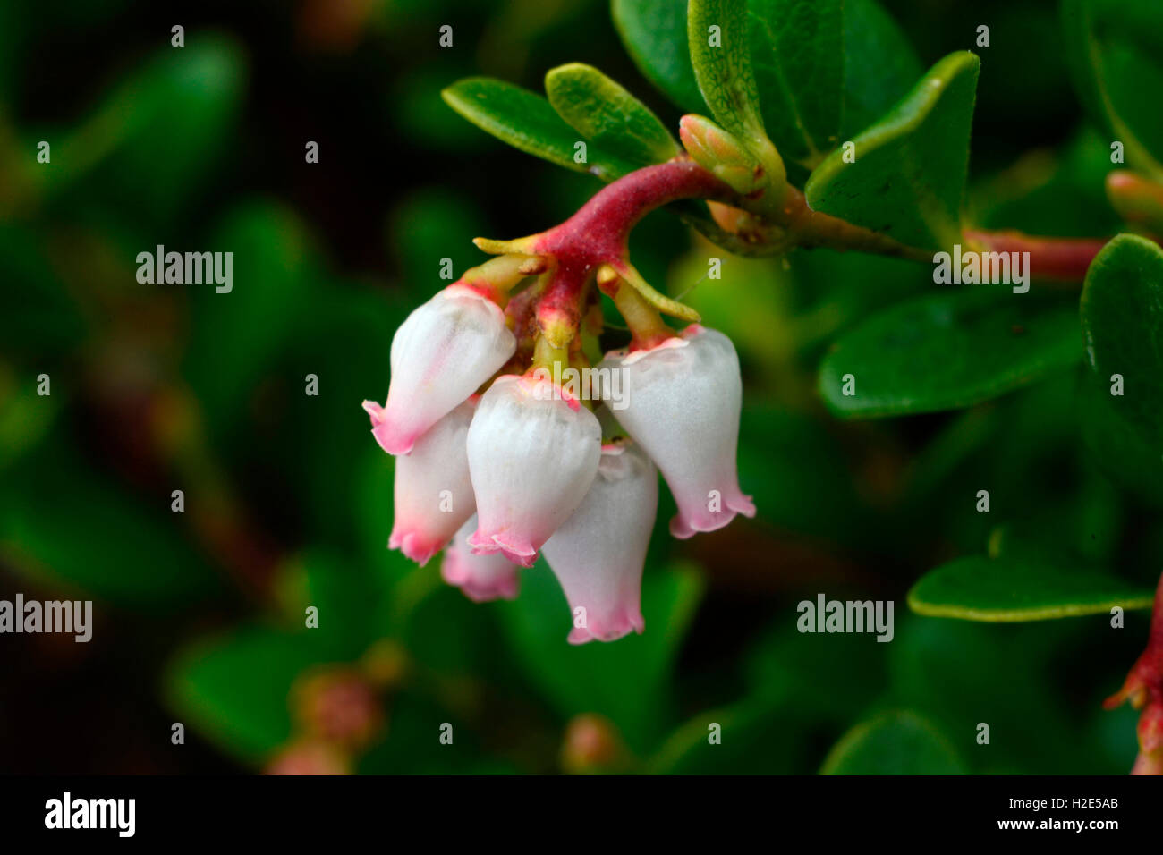Common bearberry hi-res stock photography and images - Alamy