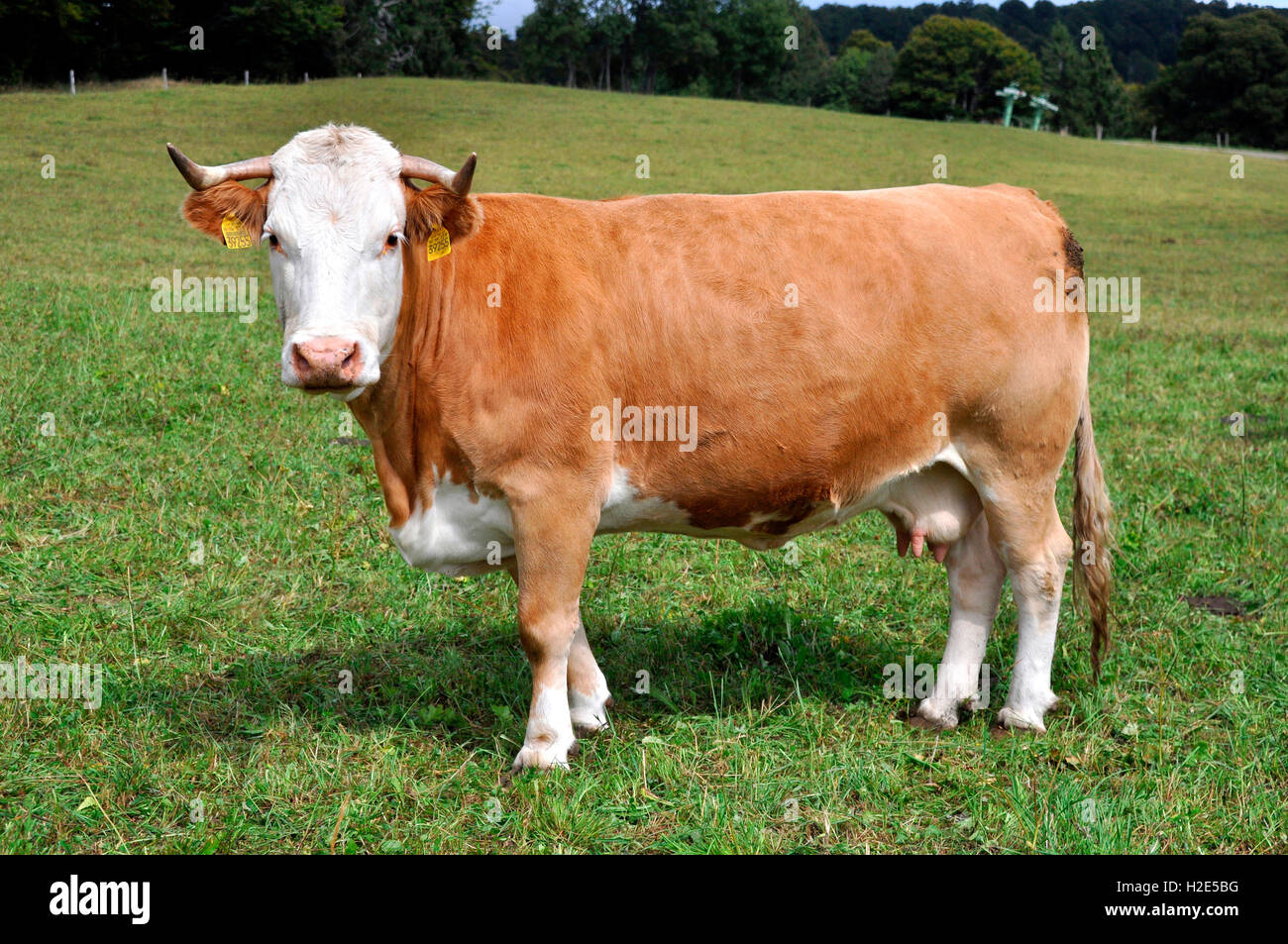 Hinterwald cattle hi-res stock photography and images - Alamy