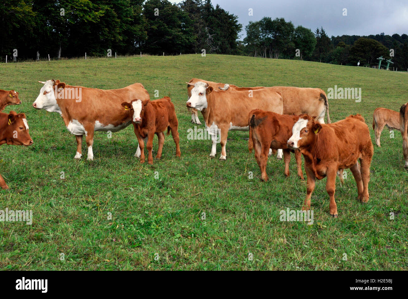 Domestic Cattle, Hinterwald Cattle. Cows and calves on a pasture ...