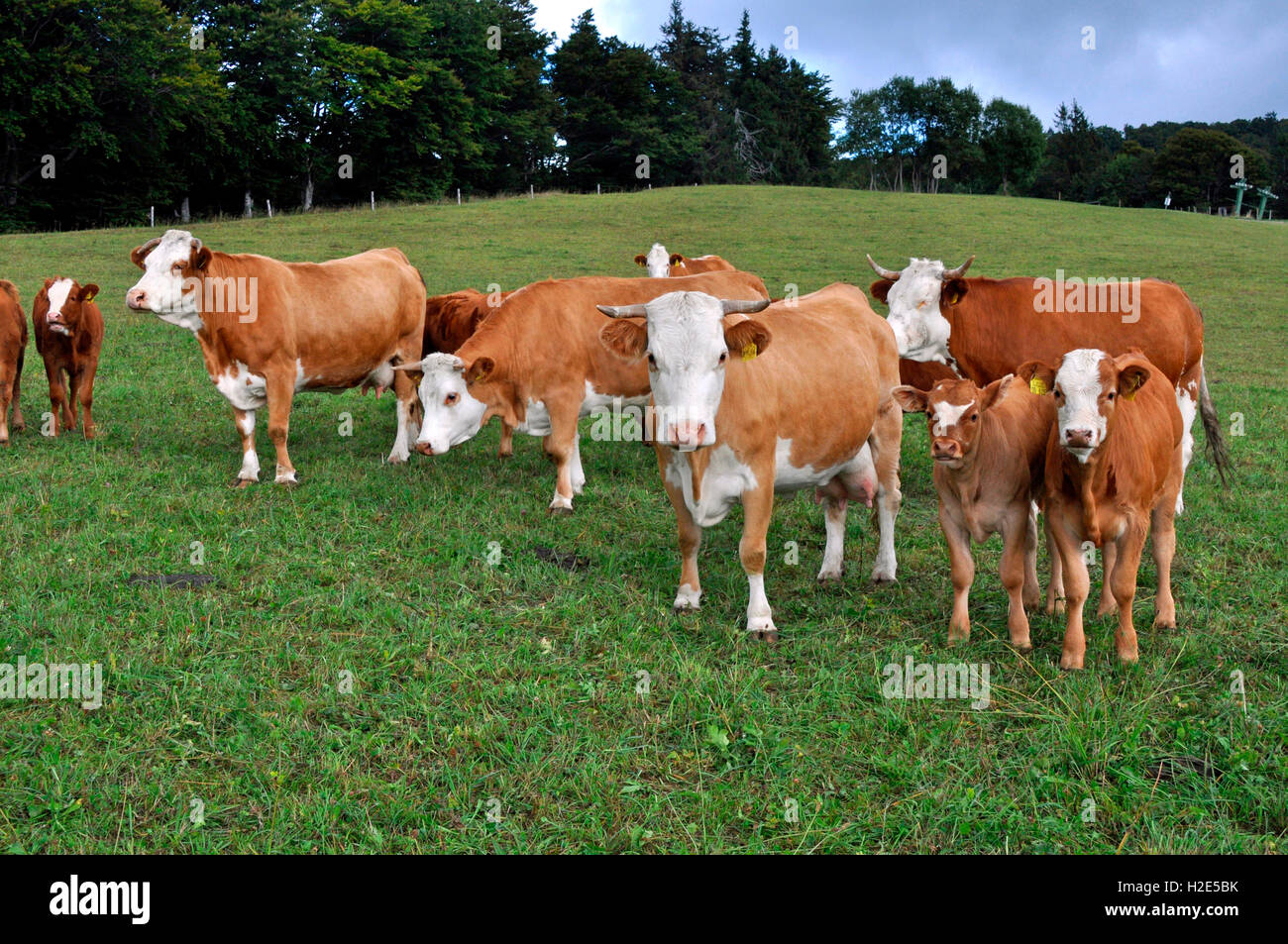 Hinterwald hi-res stock photography and images - Alamy