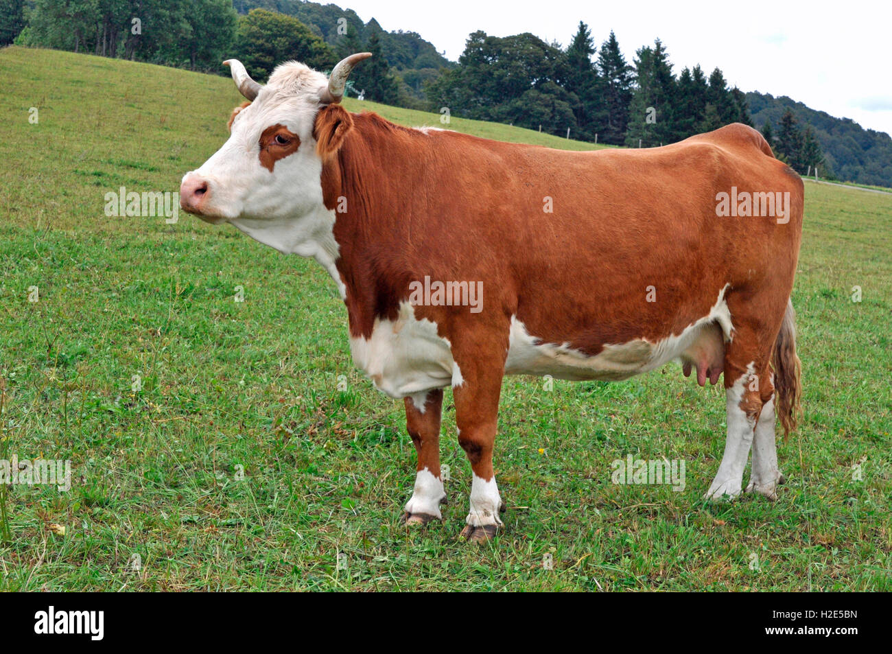 Hinterwald cattle hi-res stock photography and images - Alamy