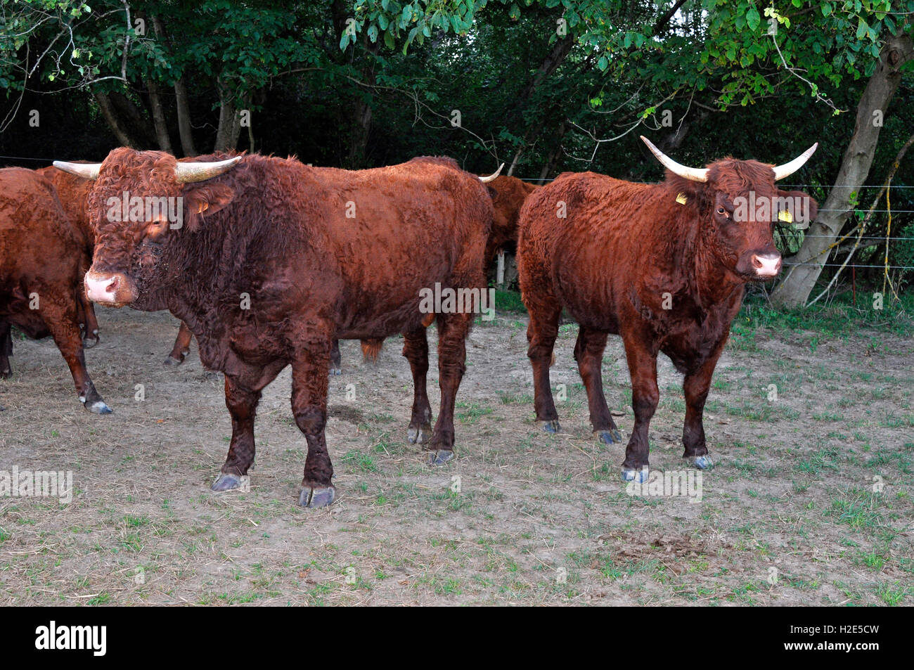 Salers Cattle. Bull with cows on a pasture. Germany Stock Photo - Alamy