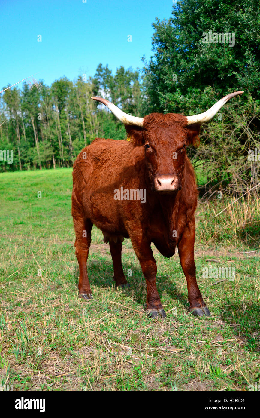 A salers cow hi-res stock photography and images - Alamy
