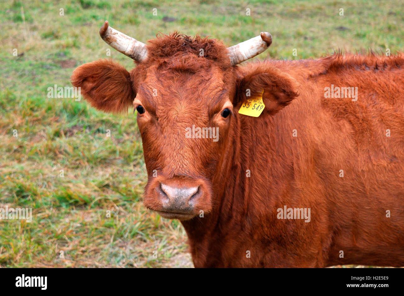 Dexter Cattle. Portrait of adult cow. Germany Stock Photo - Alamy