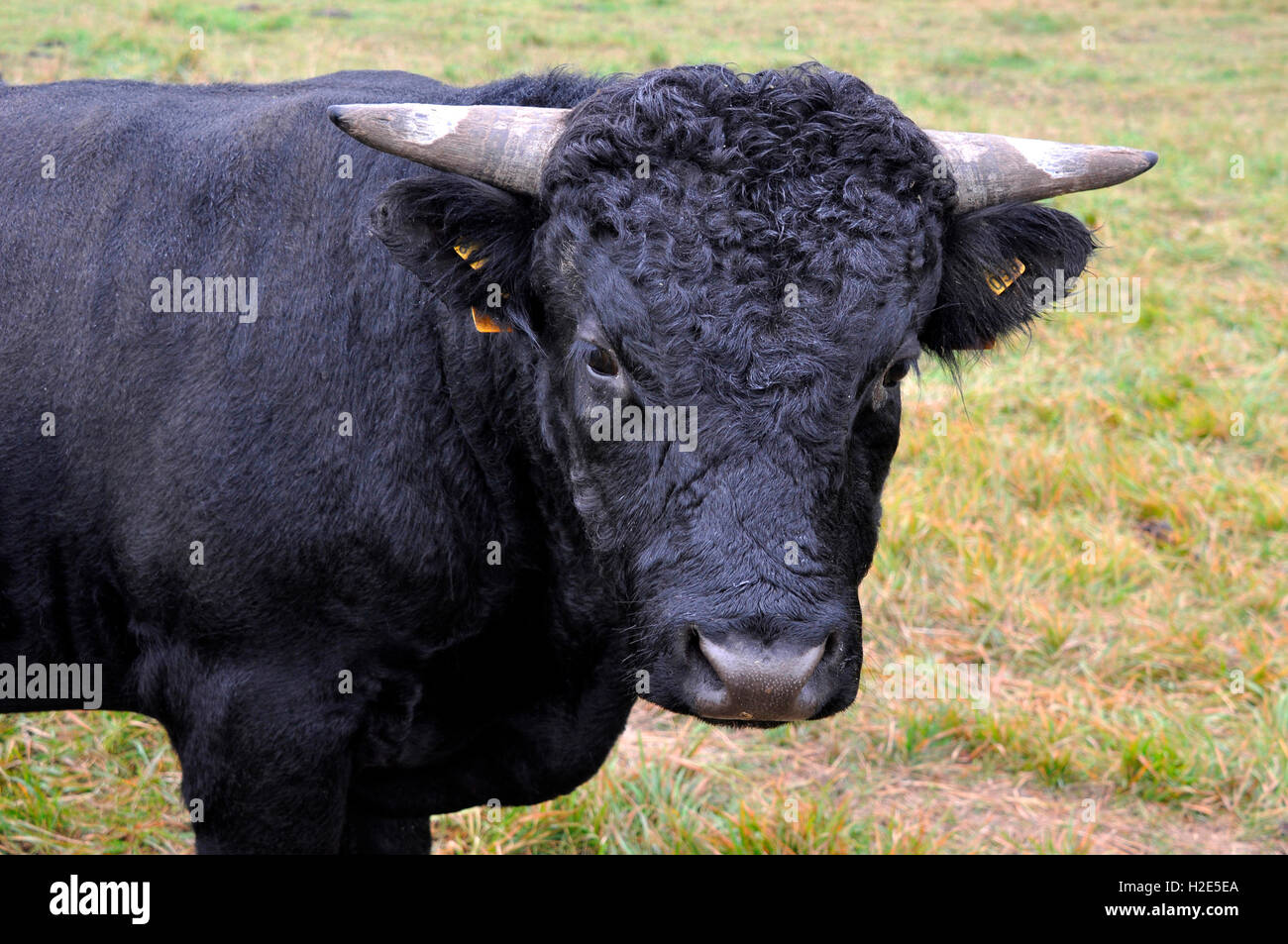 Dexter bull hi-res stock photography and images - Alamy