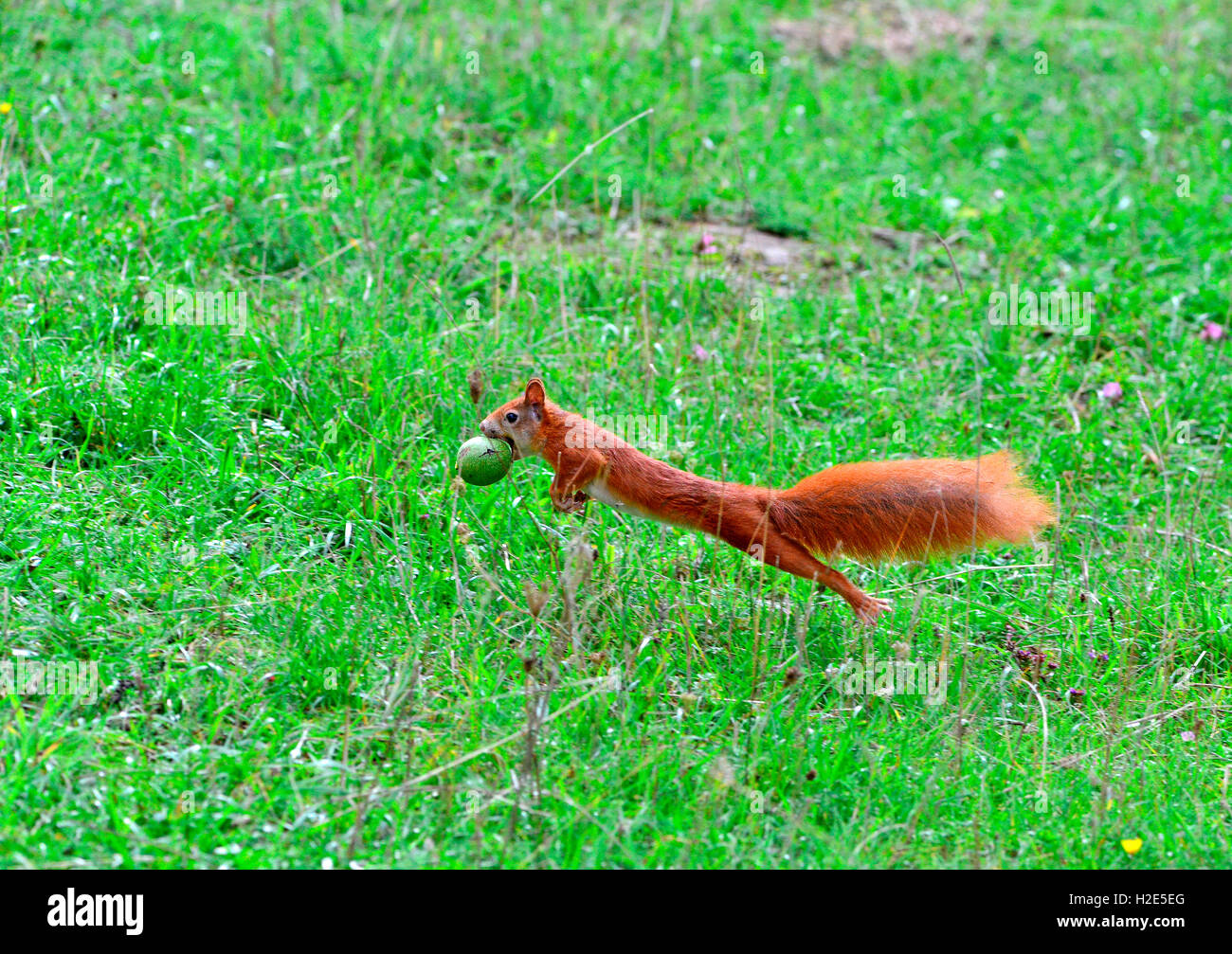 European Red Squirrel (Sciurus vulgaris) running on a meadow, while ...