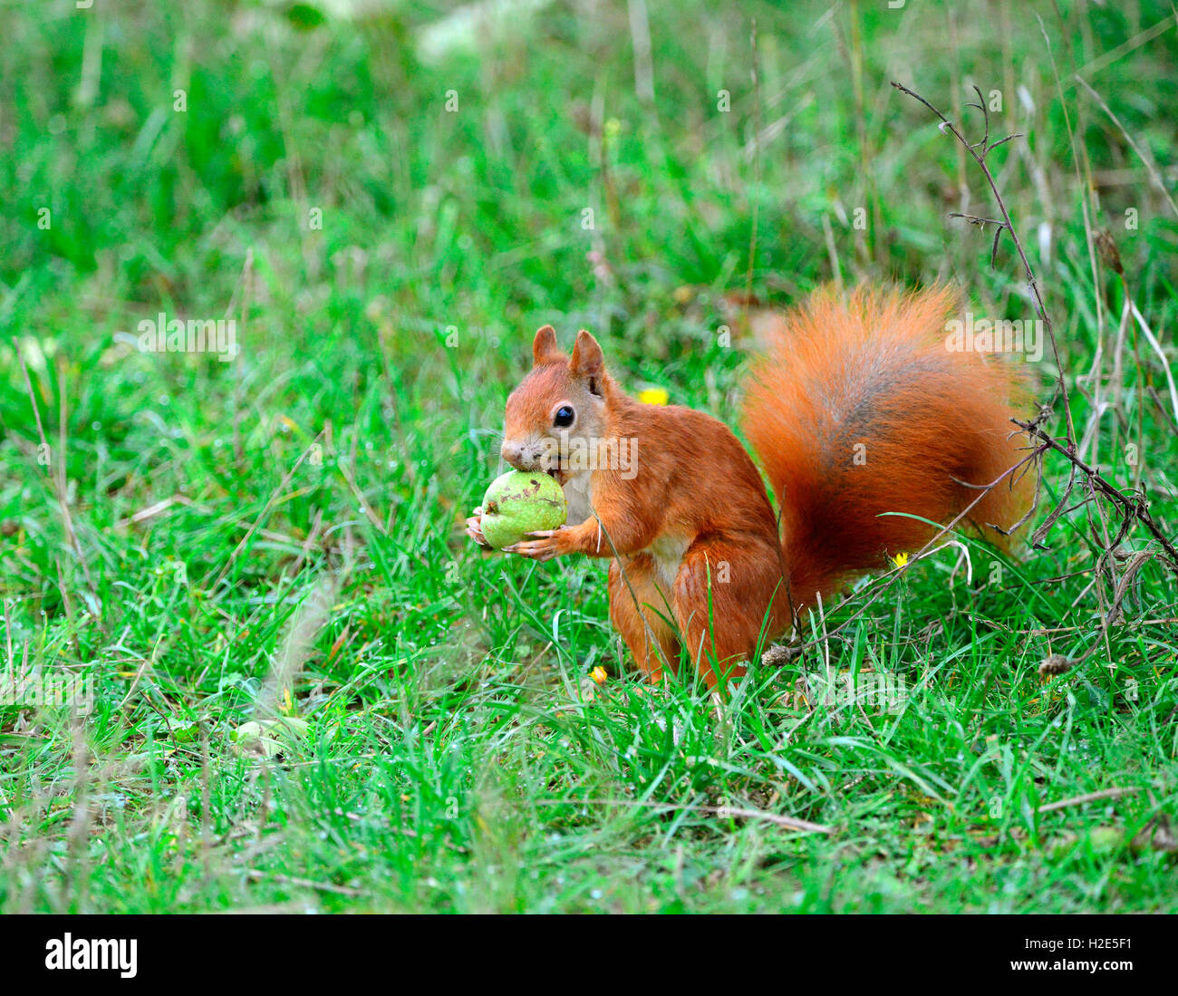 European Red Squirrel (Sciurus vulgaris). Adult opening a walnut ...