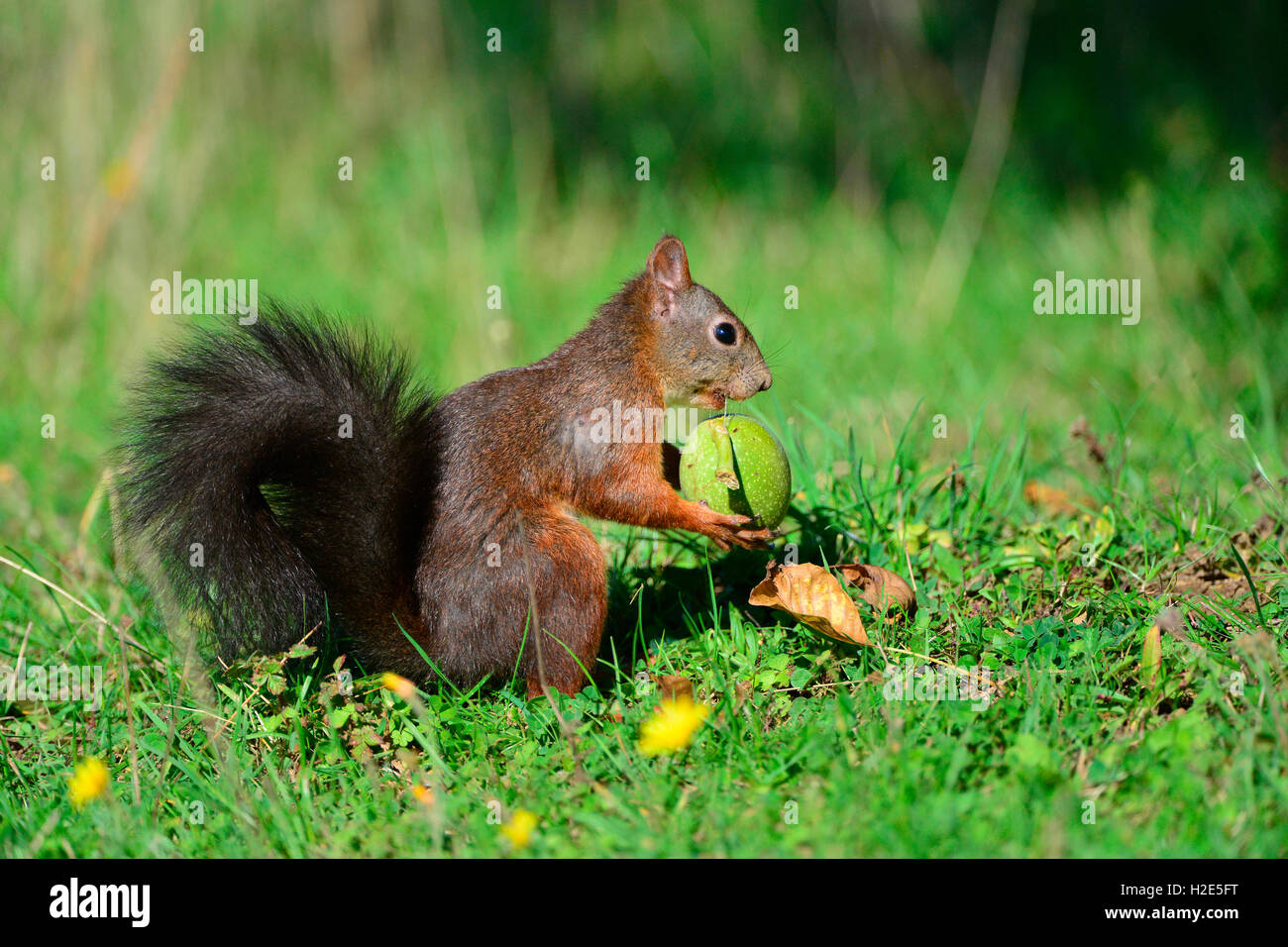 European Red Squirrel (Sciurus vulgaris). Adult opening a walnut ...