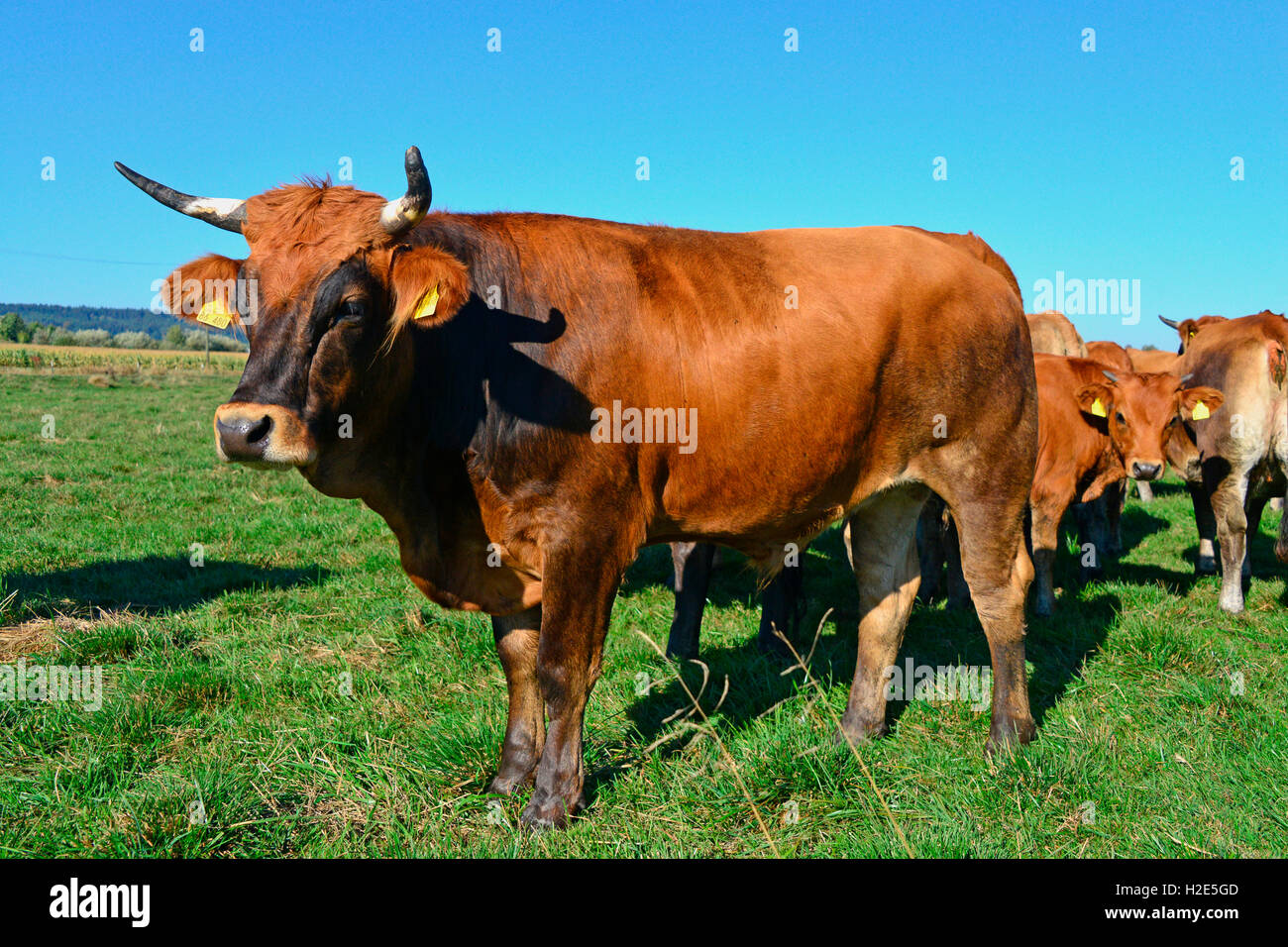 Murnau-Werdenfels Cattle. Bull standing on a pasture. Old Bavarian ...