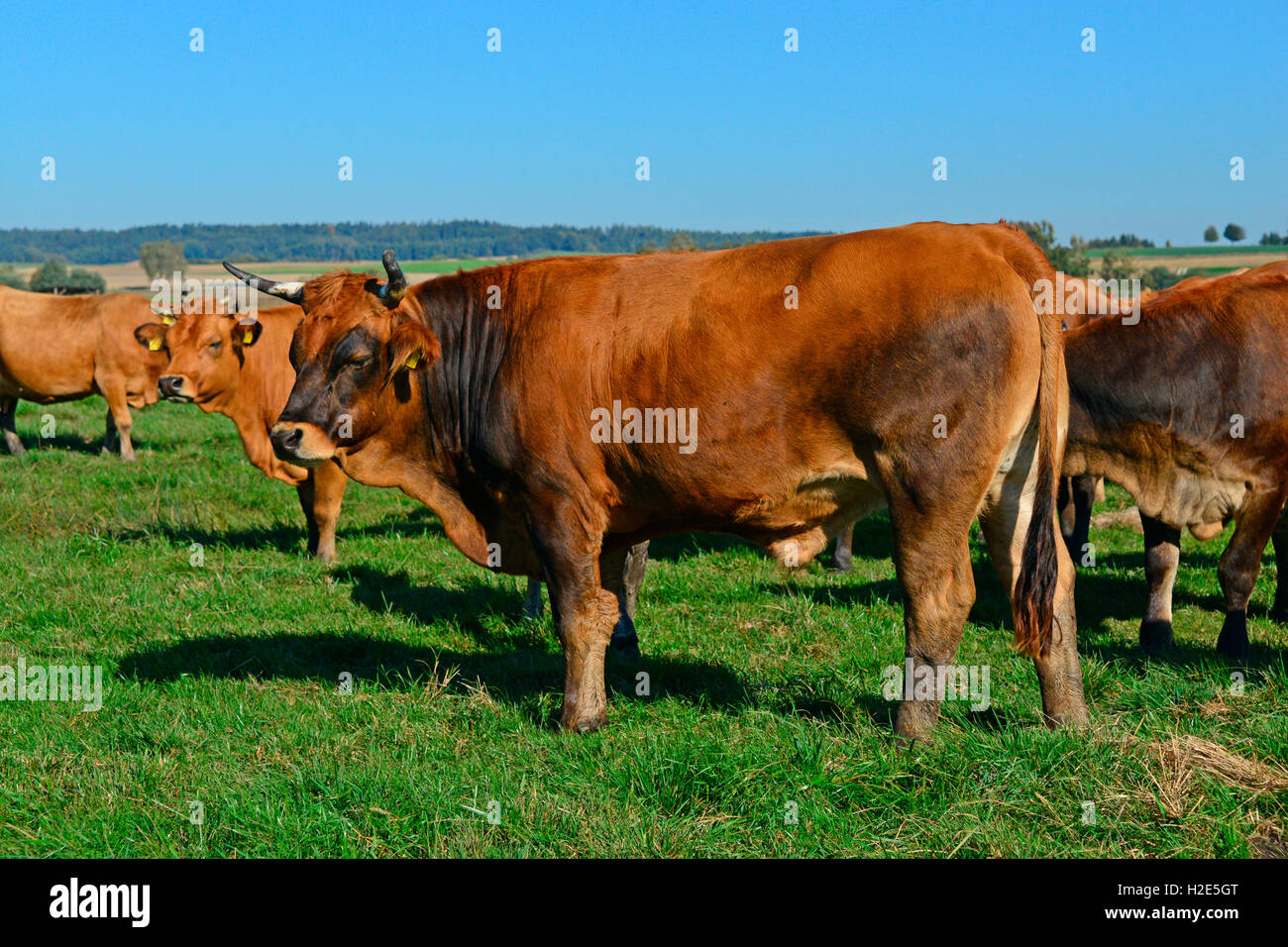 Murnau-Werdenfels Cattle. Bull standing on a pasture. Old Bavarian ...