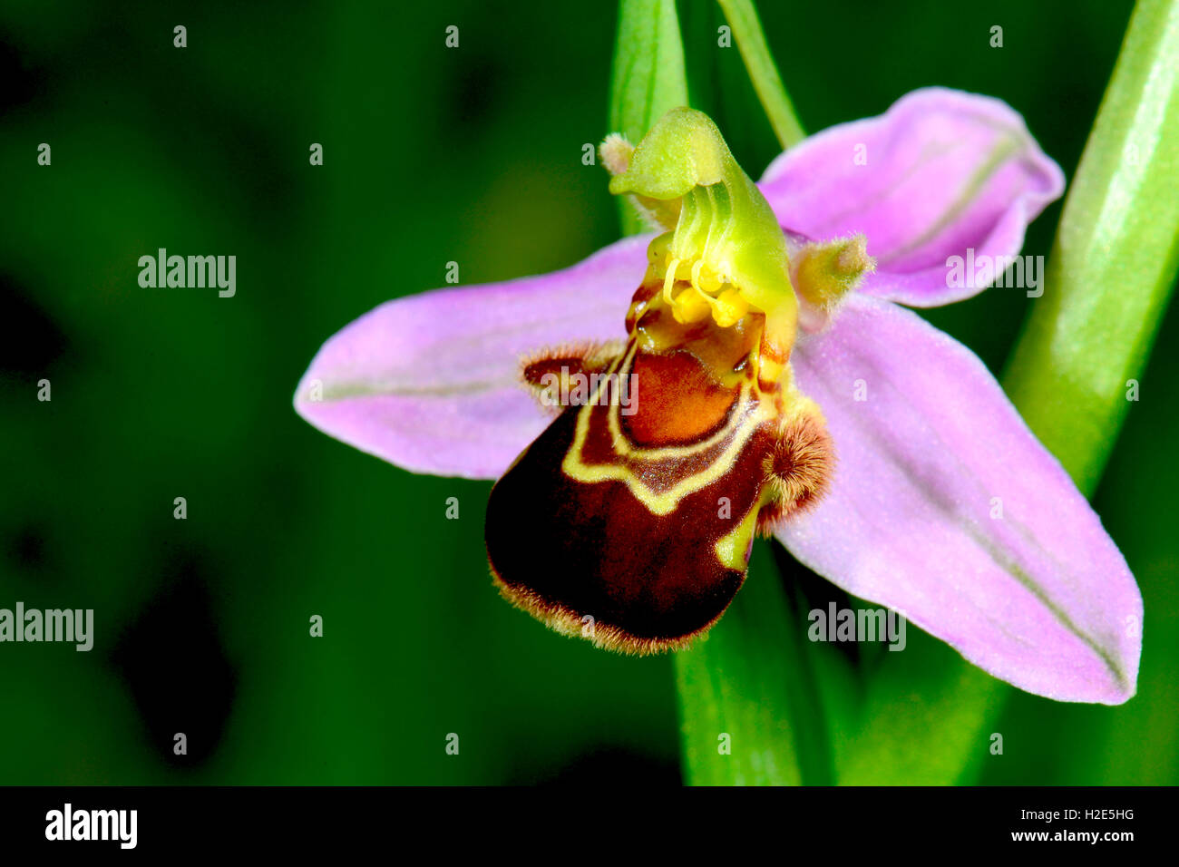 Flower self pollination hi-res stock photography and images - Alamy