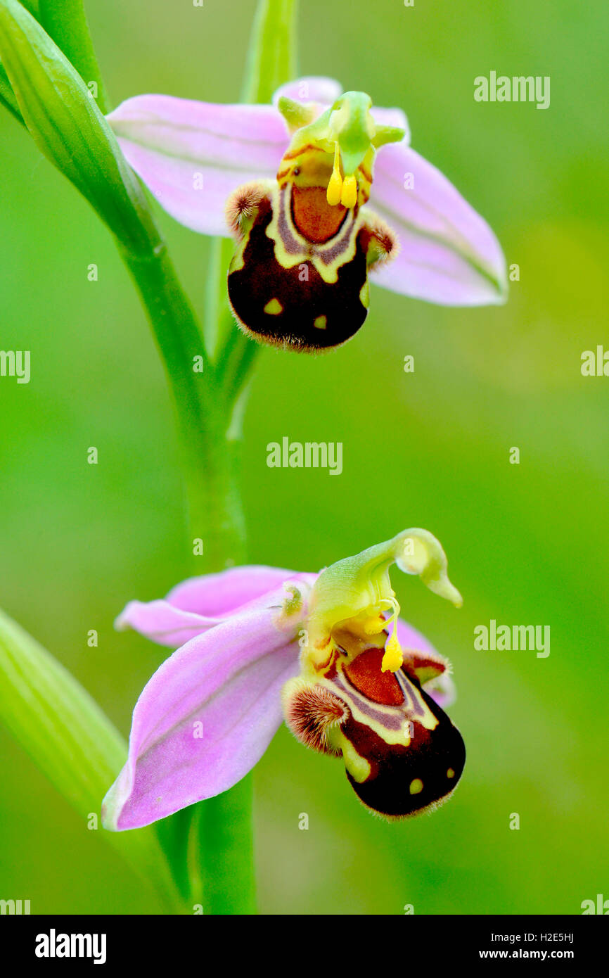 Bee Orchid (Ophrys apifera). Two flowers. Germany Stock Photo - Alamy
