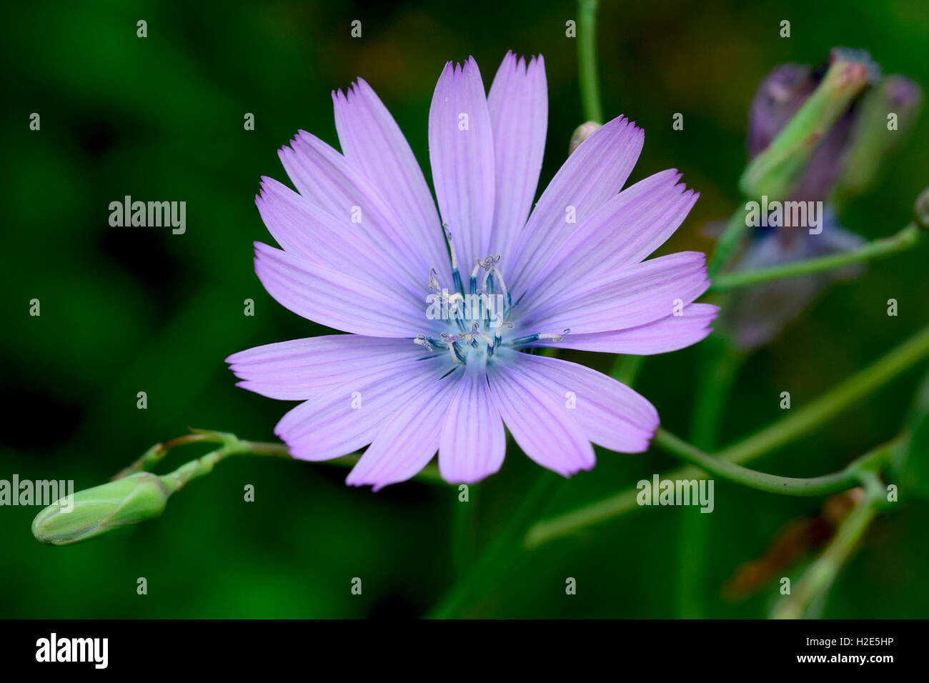 Blue Lettuce (Lactuca perennis), single flower. Germany Stock Photo - Alamy