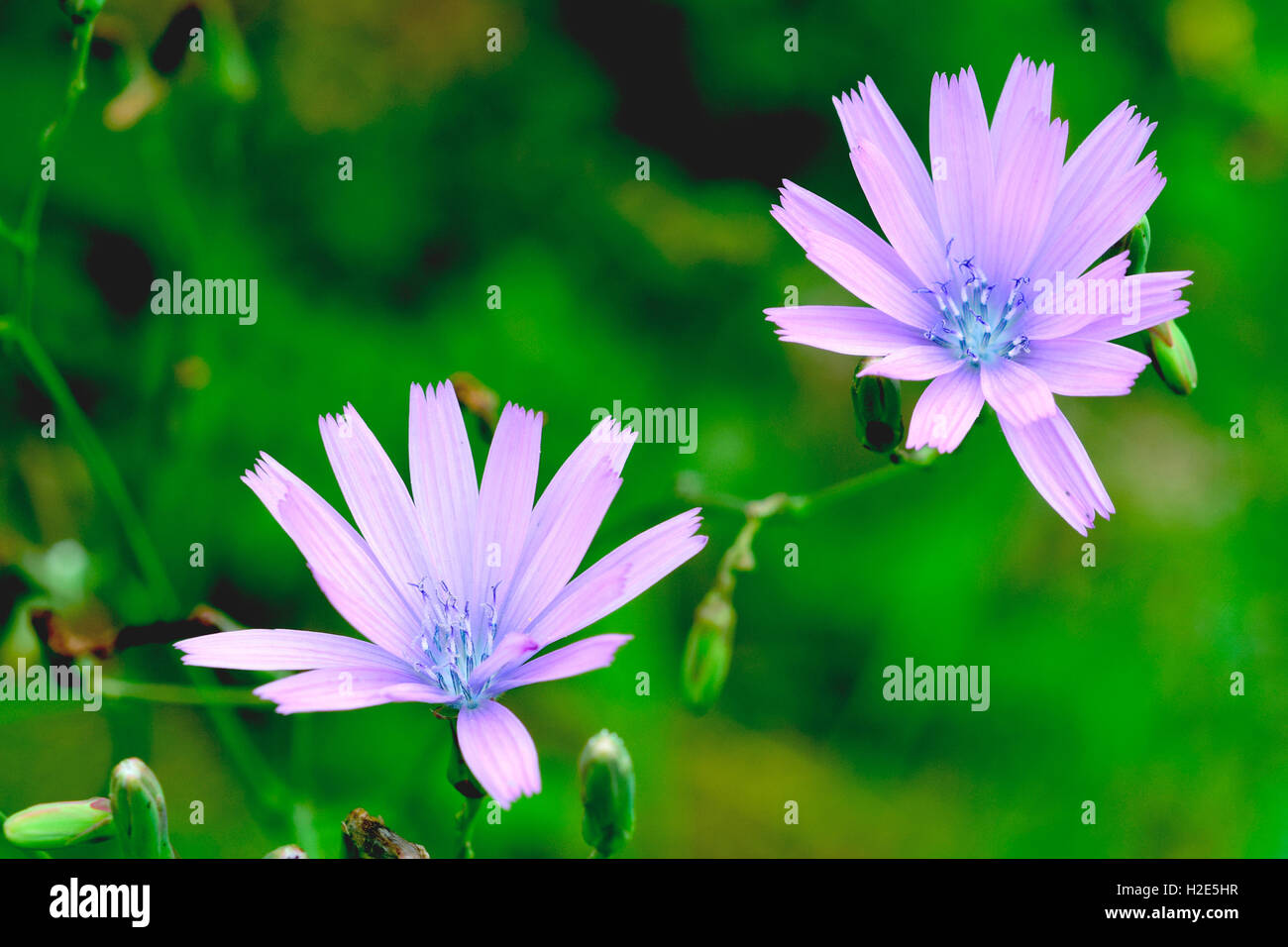Blue Lettuce (Lactuca perennis), two flowers. Germany Stock Photo - Alamy