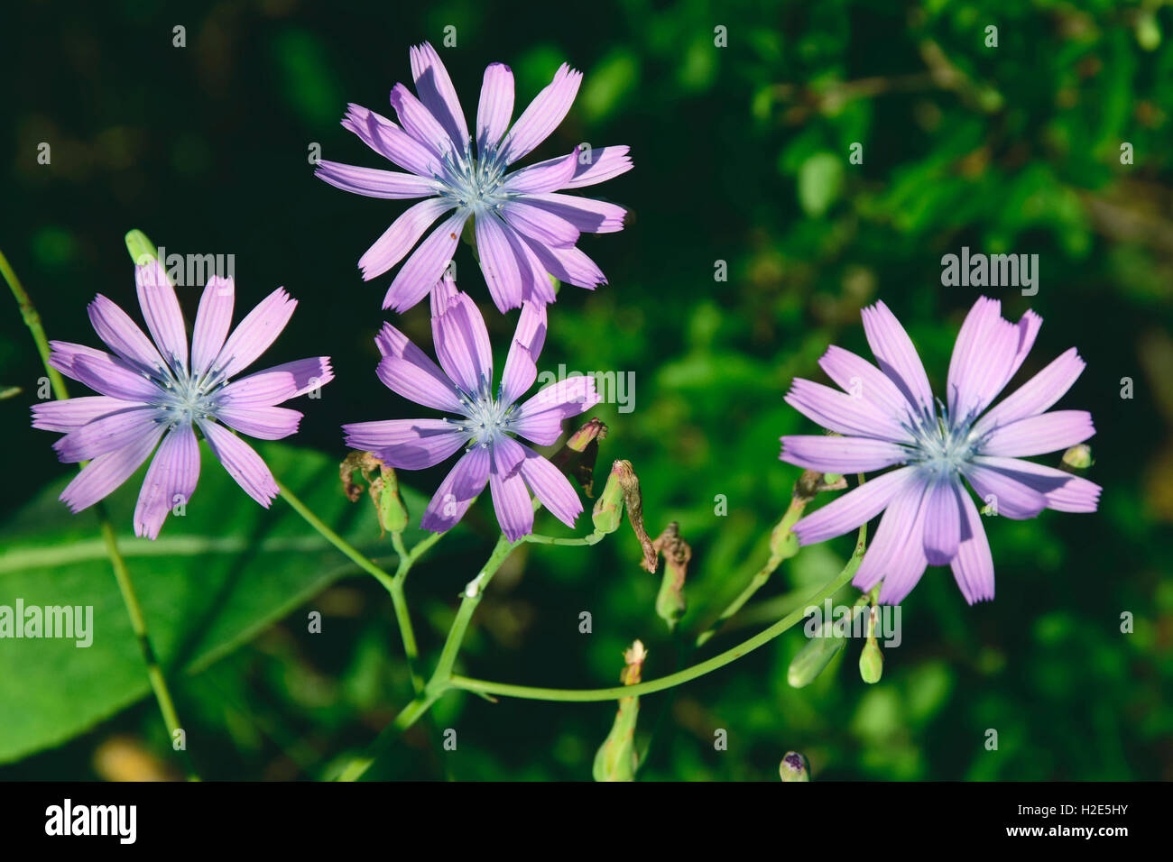 Blue Lettuce (Lactuca perennis), flowering stalk. Germany Stock Photo ...