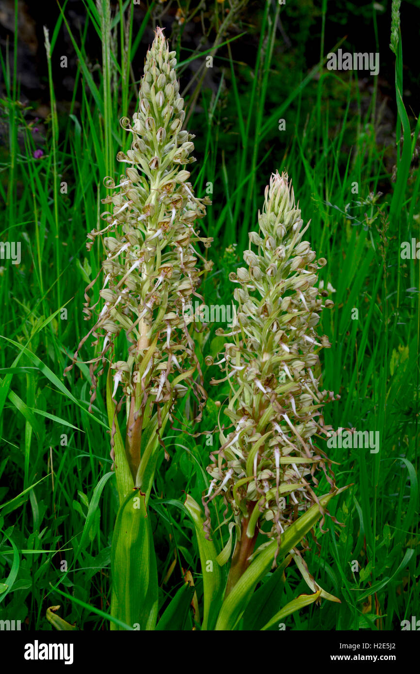 The Lizard Orchid (Himantoglossum hircinum). Two inflorescences at one ...