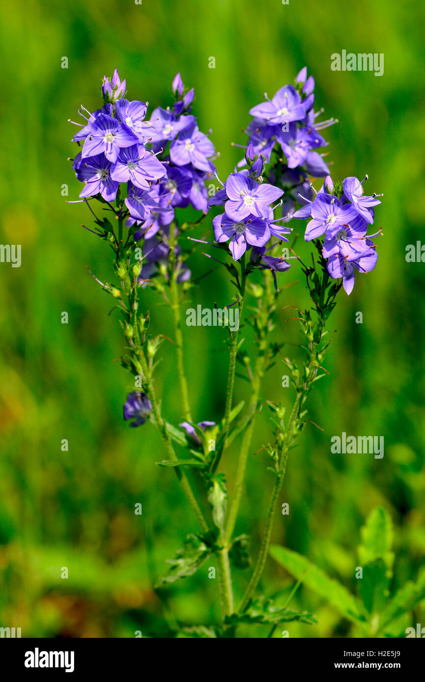 Speedwell (Veronica teucrium), flowering stalk. Germany Stock Photo - Alamy
