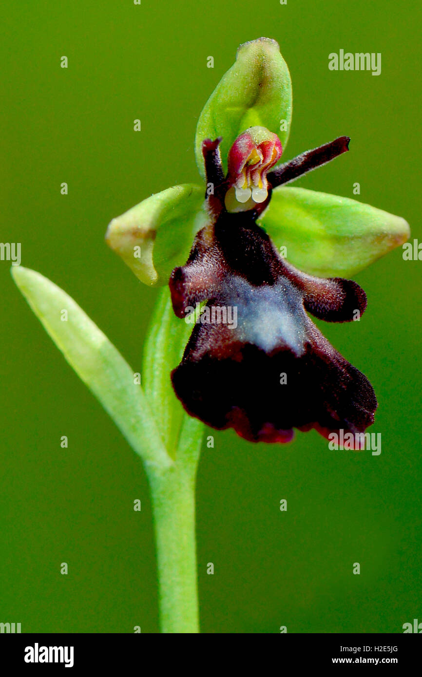 Fly Orchid (Ophrys insectifera), single flower. Germany Stock Photo - Alamy