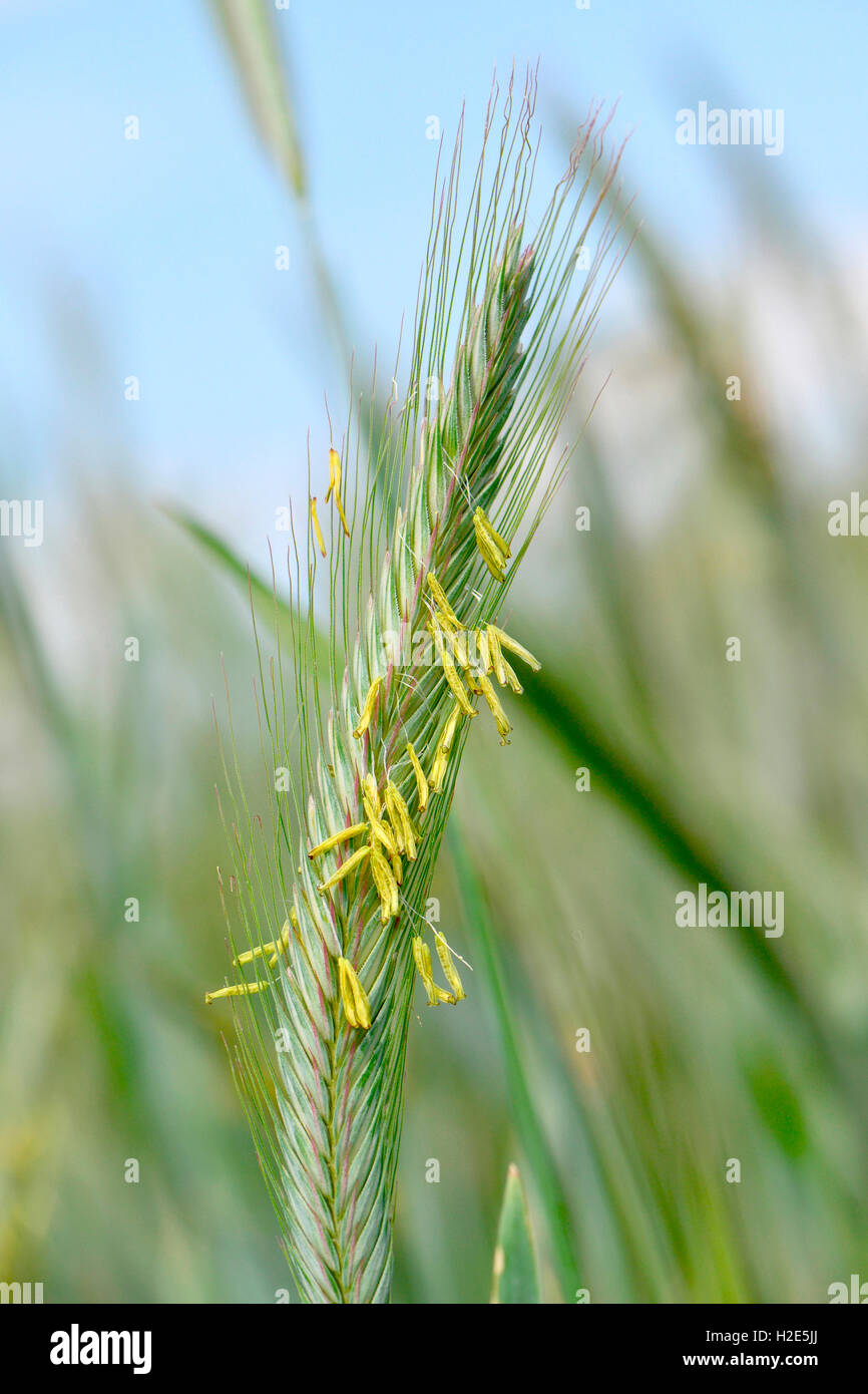 X triticosecale hi-res stock photography and images - Alamy