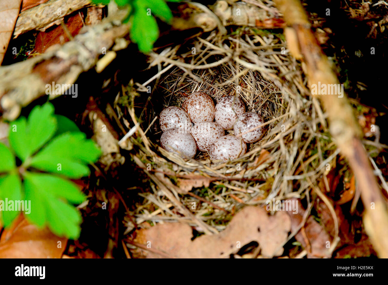 Wood warbler nest hi-res stock photography and images - Alamy
