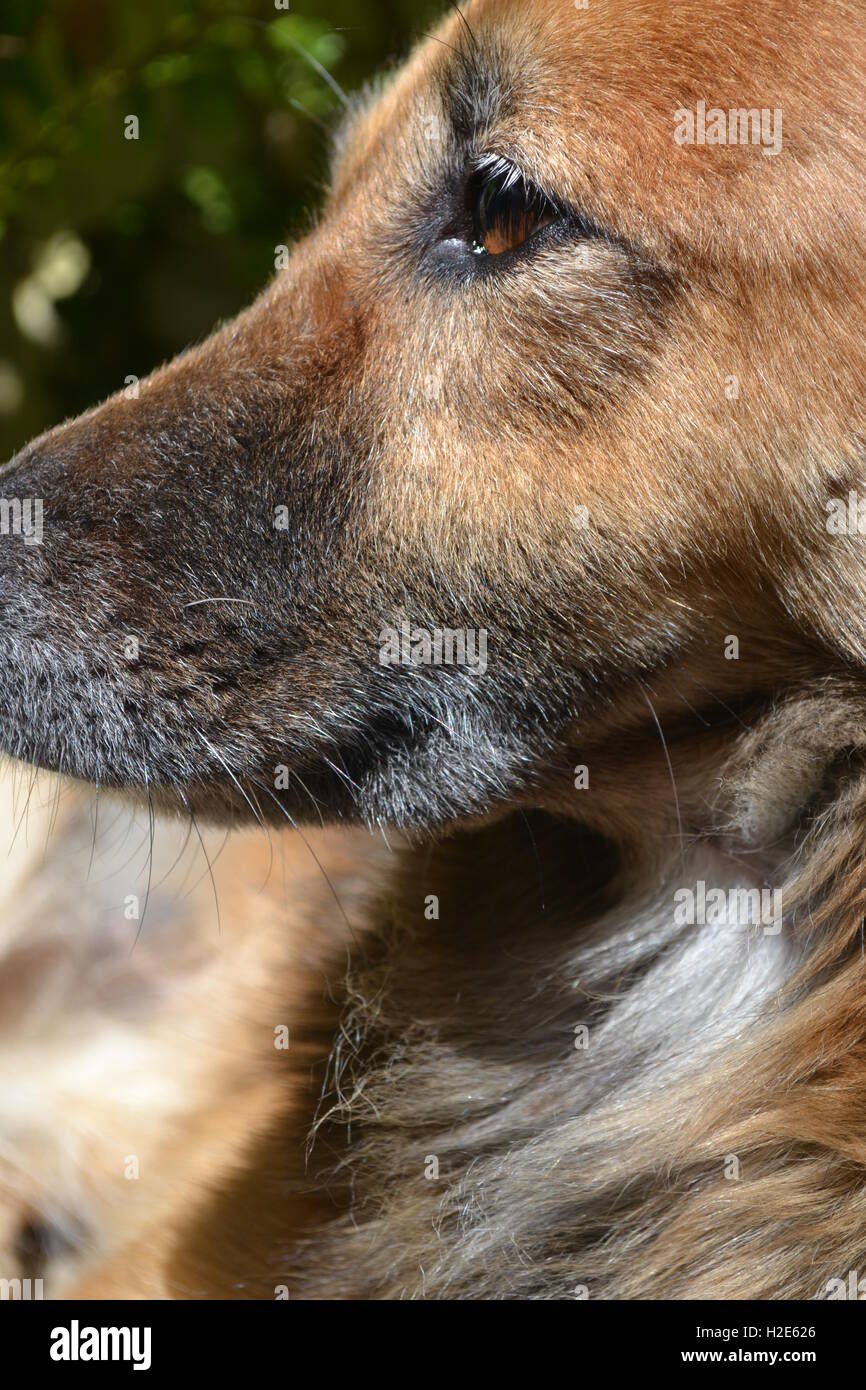 Beautiful brown dog hi-res stock photography and images - Alamy