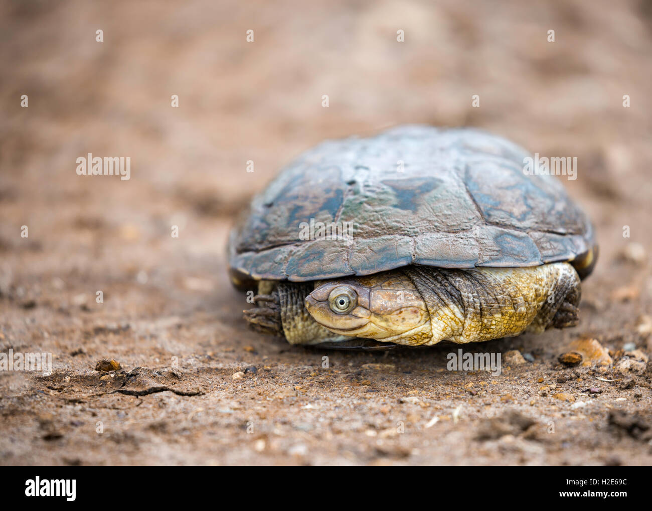 African helmeted turtle, (Pelomedusa subrufa), close up, Masai Mara ...