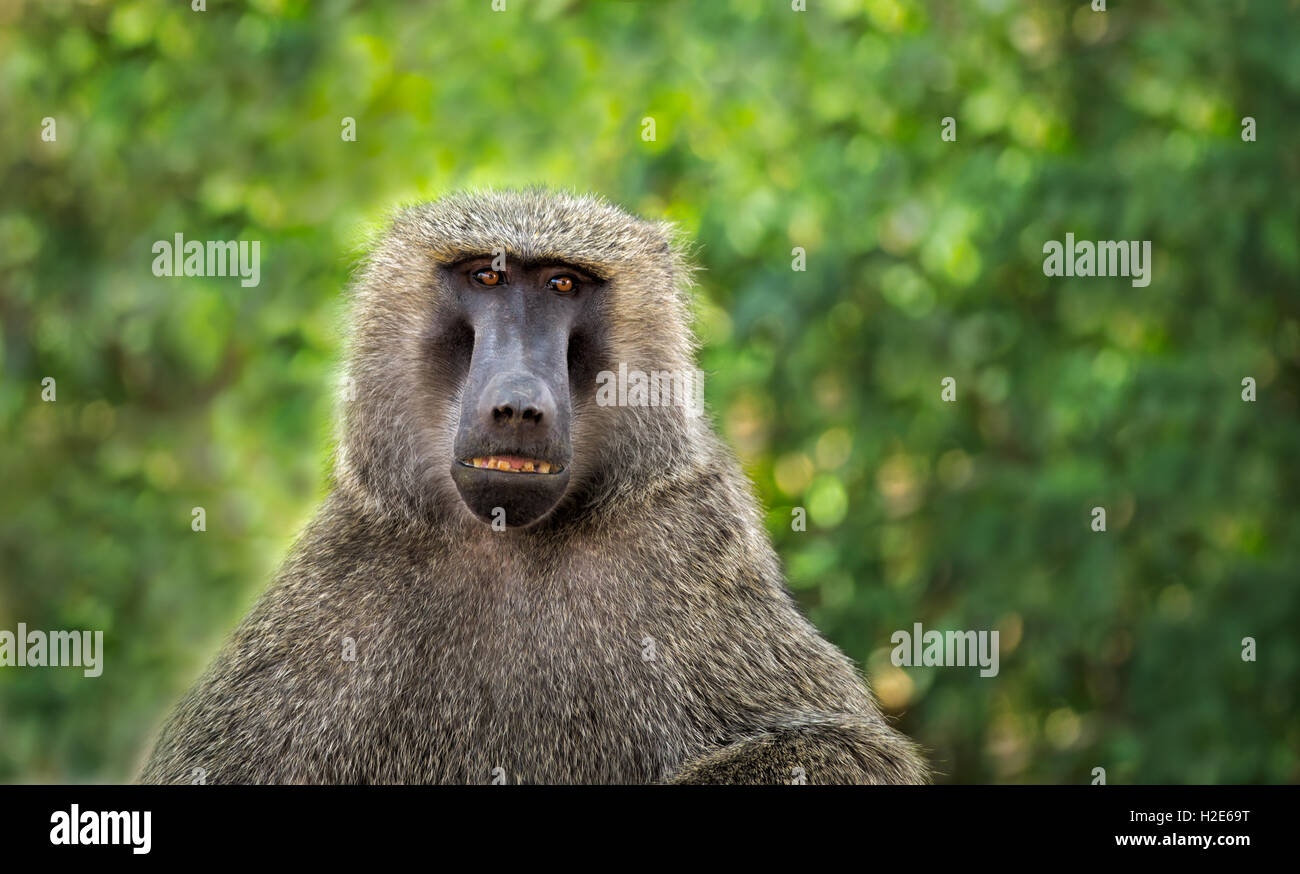 Baboon looking up hi-res stock photography and images - Alamy