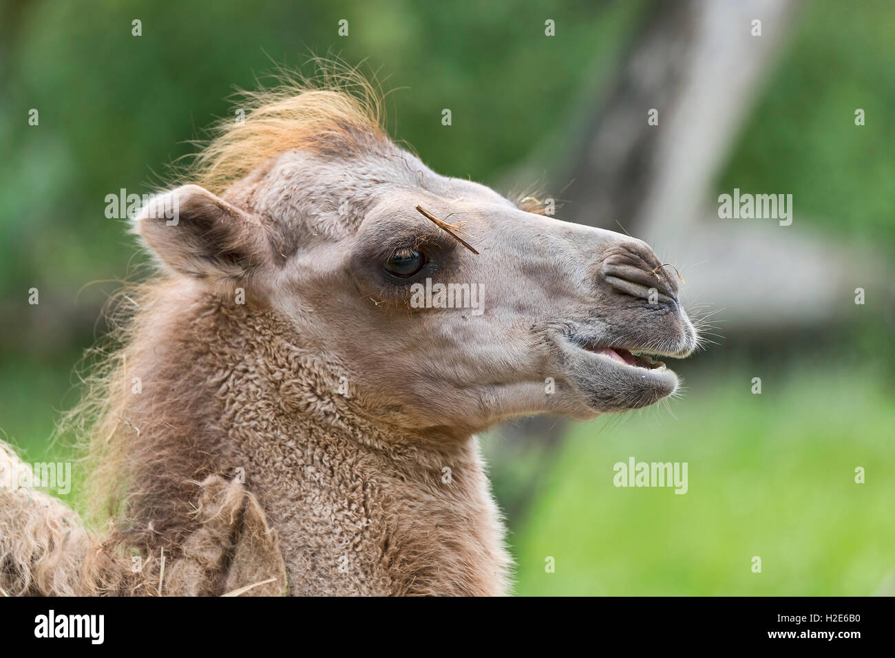 Wild Bactrian camel (Camelus ferus), juvenile, portrait, captive Stock ...