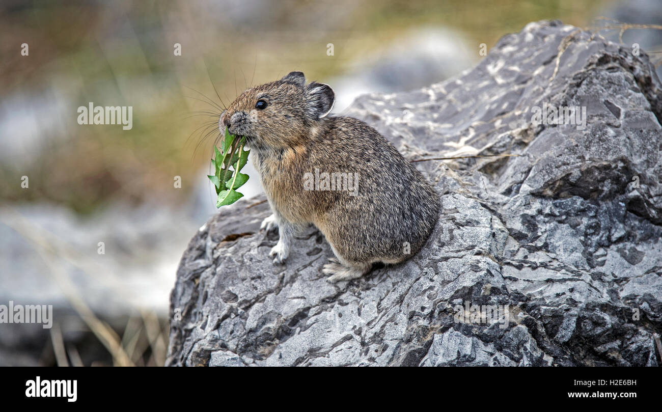 Pika plant hi-res stock photography and images - Alamy