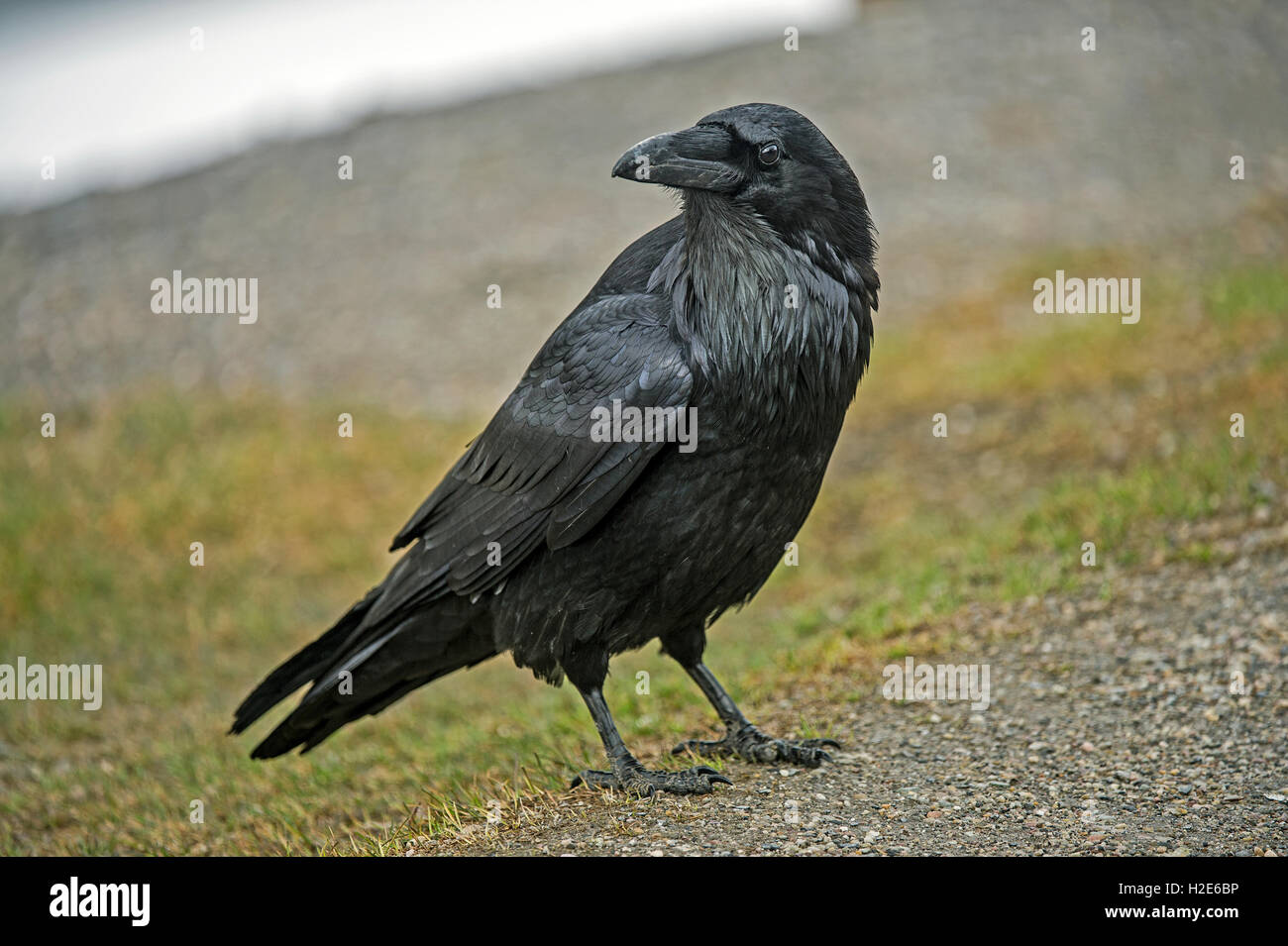 Canadian wildlife full body daytime hi-res stock photography and images ...