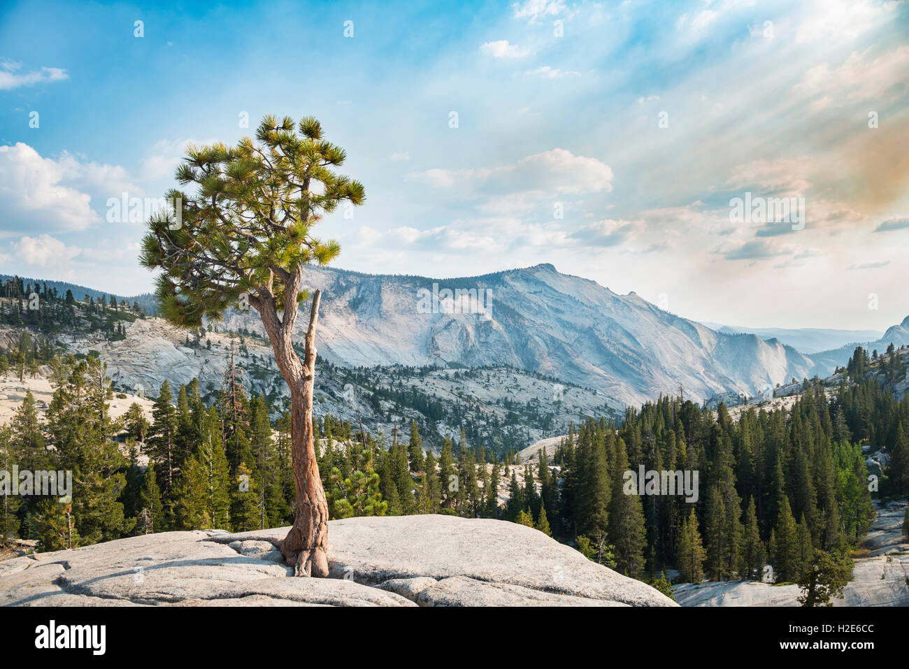Pine (Pinus sp.) tree on rocky plateau, Olmsted Point, Yosemite ...