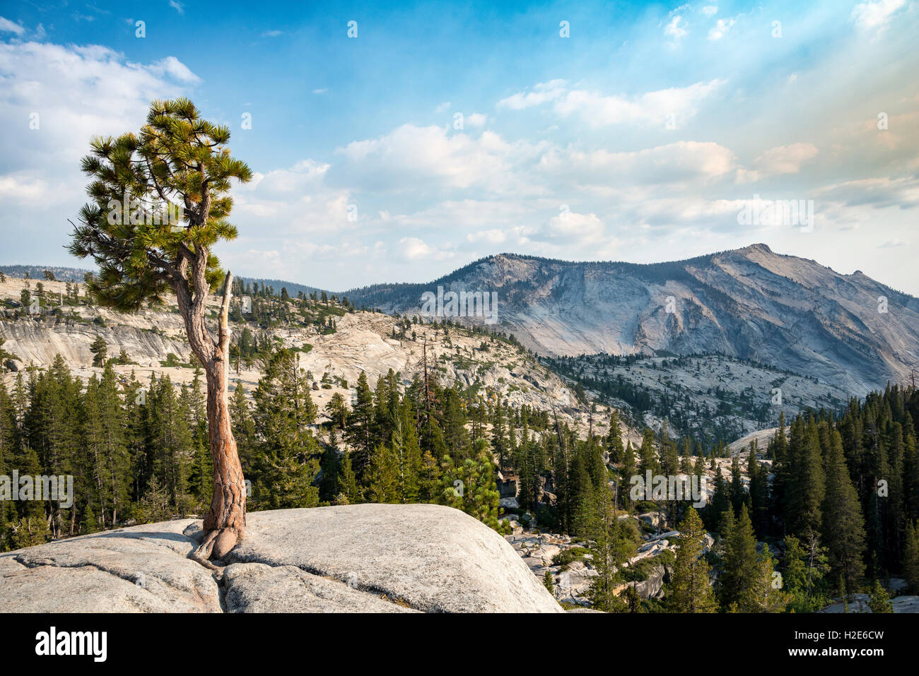 Pine (Pinus sp.) tree on rocky plateau, Olmsted Point, Yosemite ...