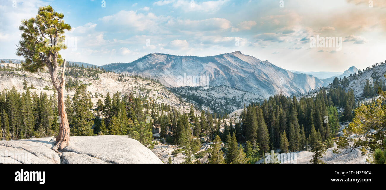 Pine (Pinus sp.) tree on rocky plateau, Olmsted Point, Yosemite ...