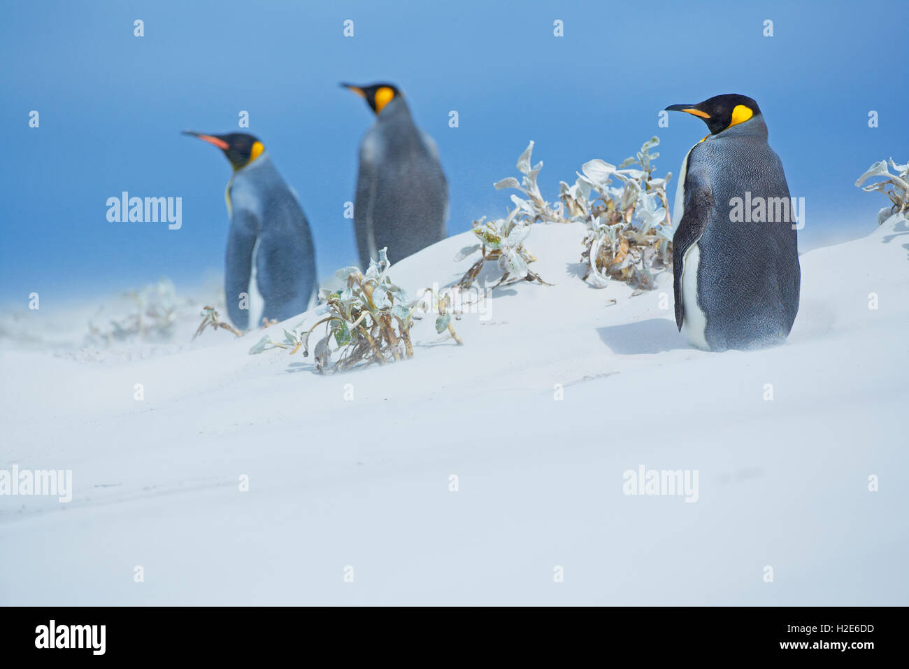 Penguins snow hi-res stock photography and images - Alamy