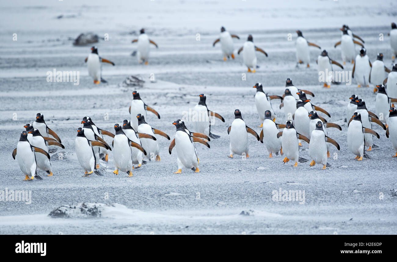 Gentoo Penguins (Pygoscelis papua papua), colony marching in line, Sea ...
