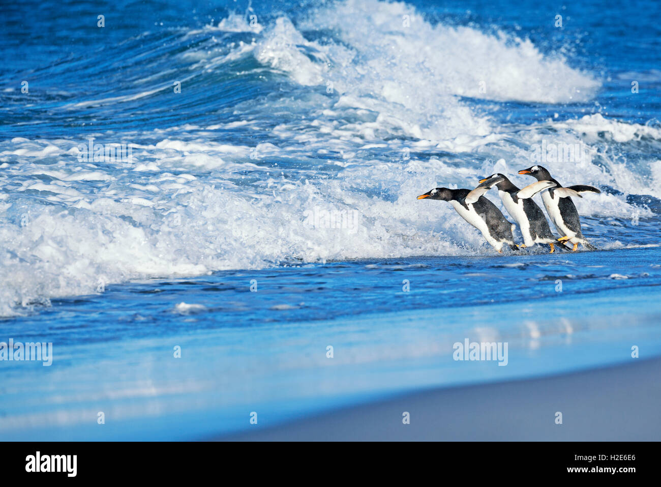 Gentoo penguins (Pygoscelis papua papua) jumping into sea water ...