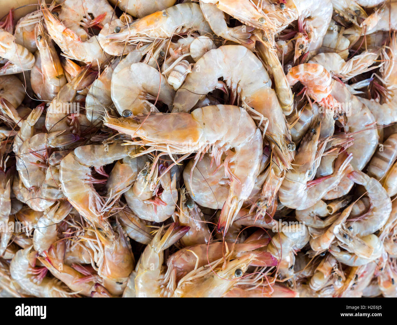 Fresh shrimps at fish market, Barka, Oman Stock Photo - Alamy