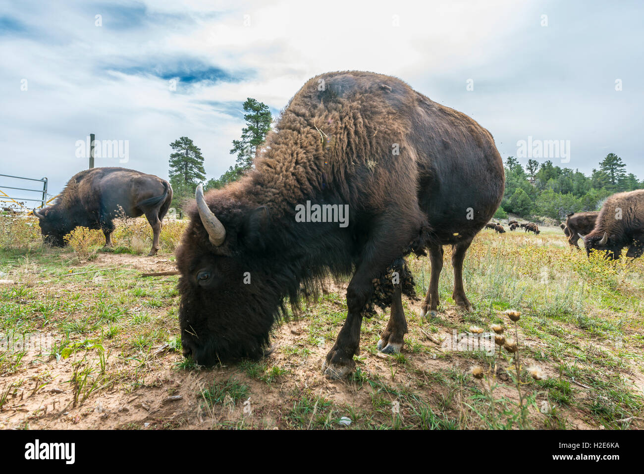Beefalos, also cattalos or American hybrids, hybrid of North American ...