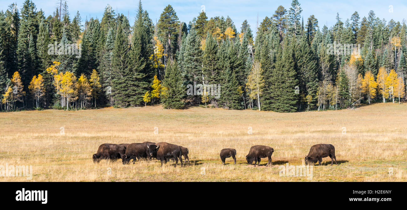 Beefalos, also cattalos or American hybrids, hybrid of North American ...
