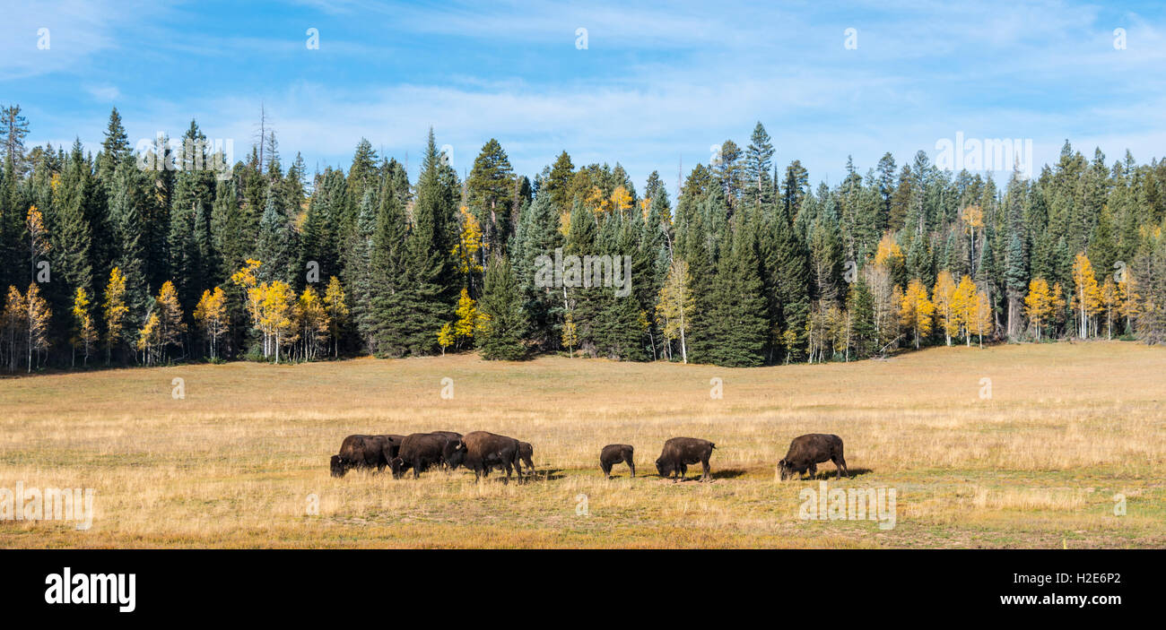 Beefalos, also cattalos or American hybrids, hybrid of North American ...