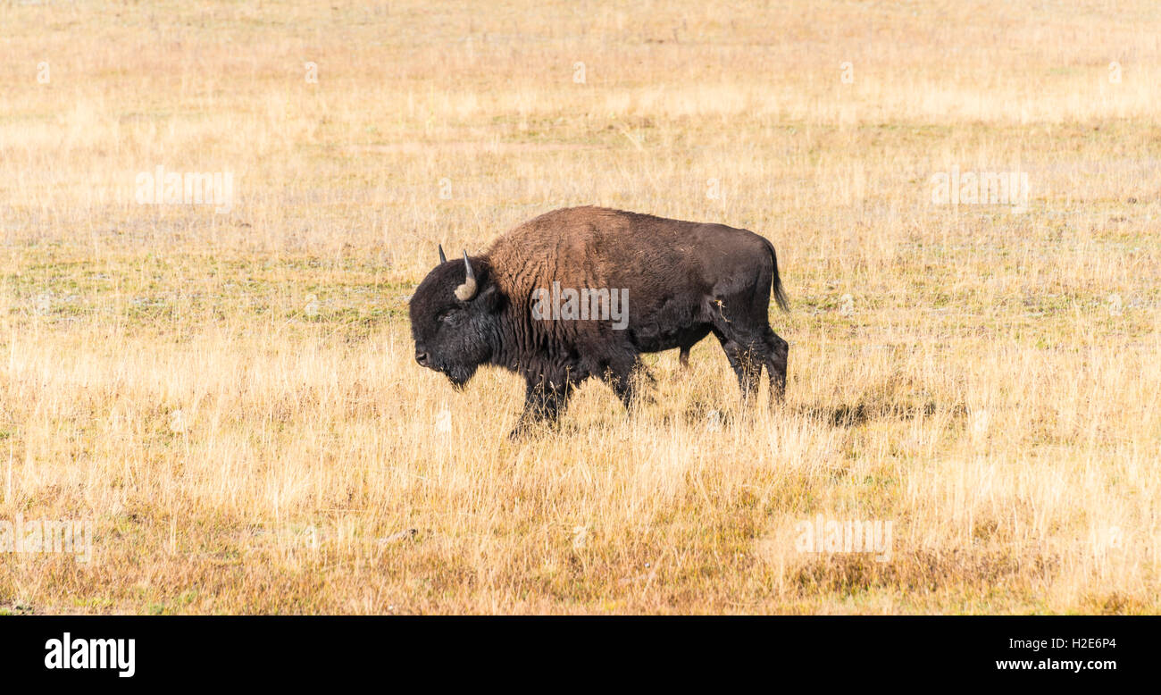 Bison hybrid hi-res stock photography and images - Alamy