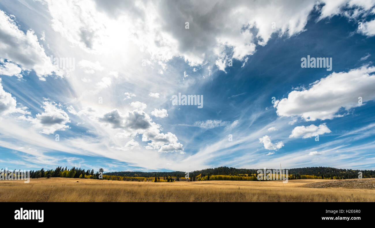 Pines pinus sp hi-res stock photography and images - Alamy
