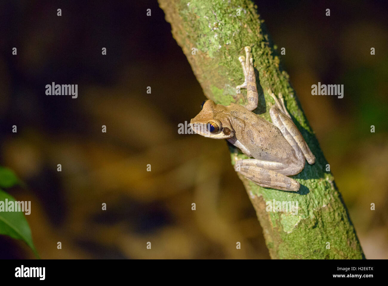 Flat headed bromeliad tree frog hi-res stock photography and images - Alamy