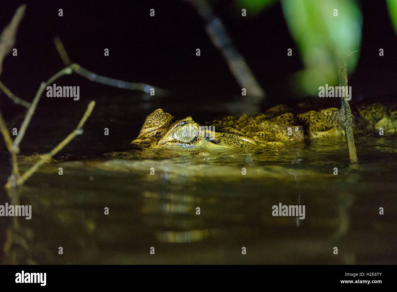 Spectacled caiman (Caiman crocodilus), spectacled caiman lurking in the ...