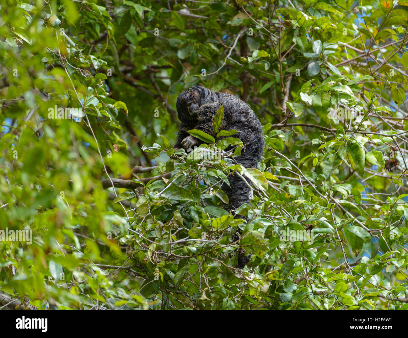 Monk saki pithecia monachus in tree hi-res stock photography and images ...