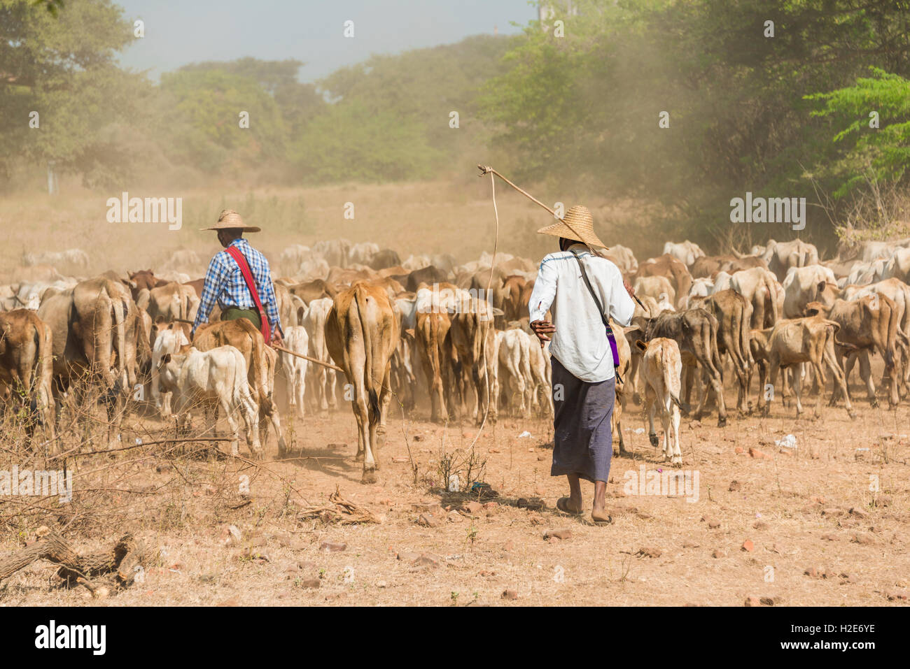 Cattle drovers, farmers with cow herd, Bagan, Mandalay Division ...