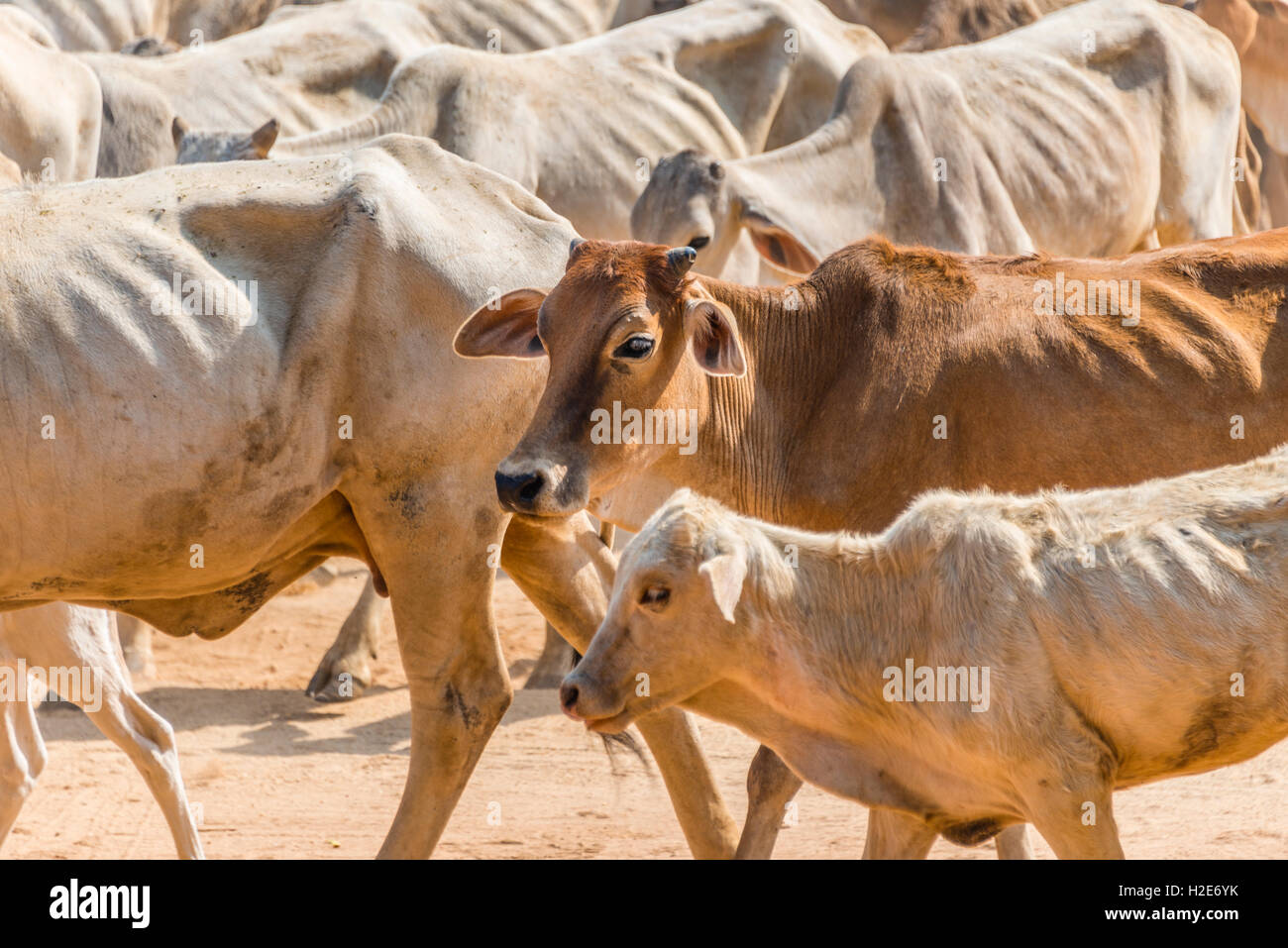 Cow herd, detail, Bagan, Mandalay Division, Myanmar Stock Photo - Alamy