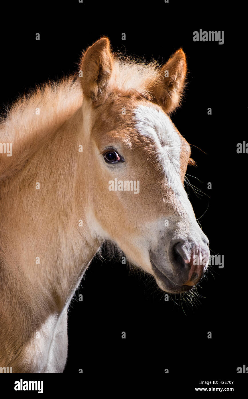 Haflinger Foal stallion, Stubai Valley, Tyrol, Östrreich Stock Photo ...
