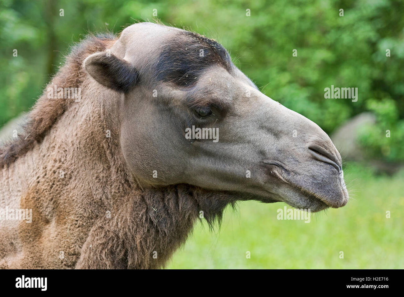 Wild Bactrian camel (Camelus ferus), portrait, captive Stock Photo - Alamy